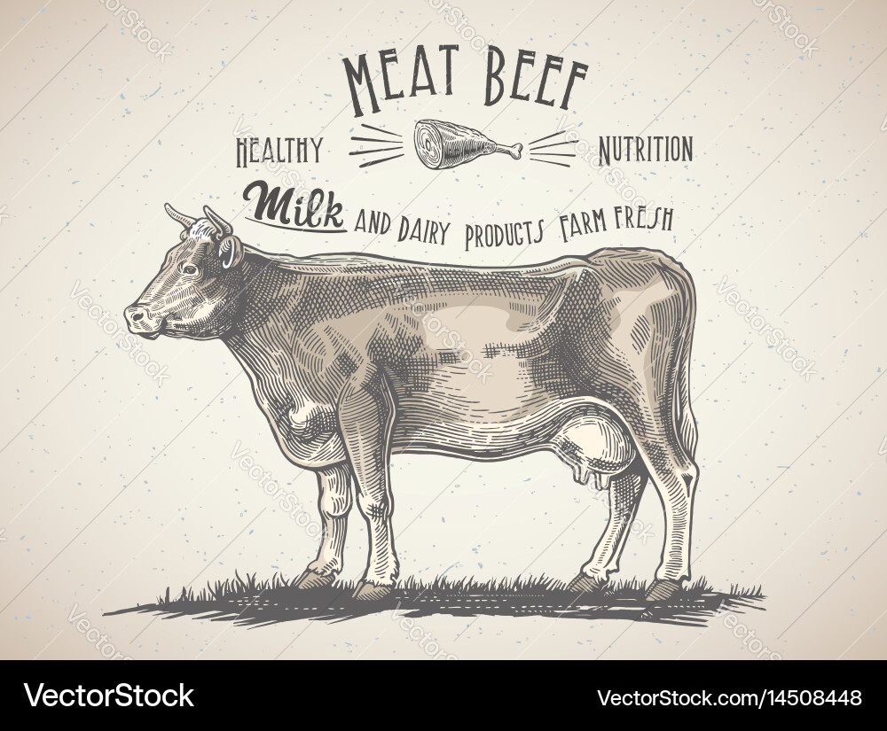 Cow in graphic style and inscriptions drawing Vector Image