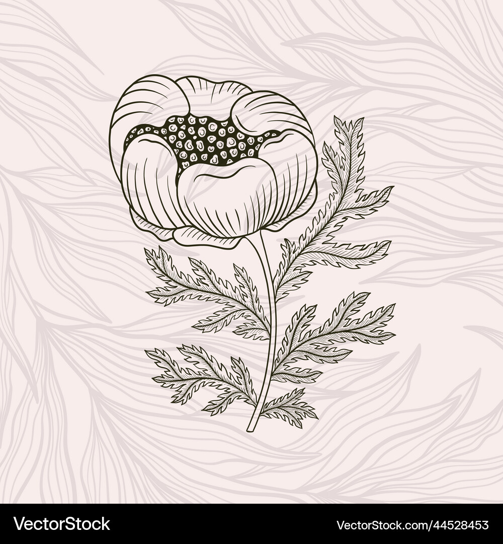Flower line hand drawn style one object vintage Vector Image