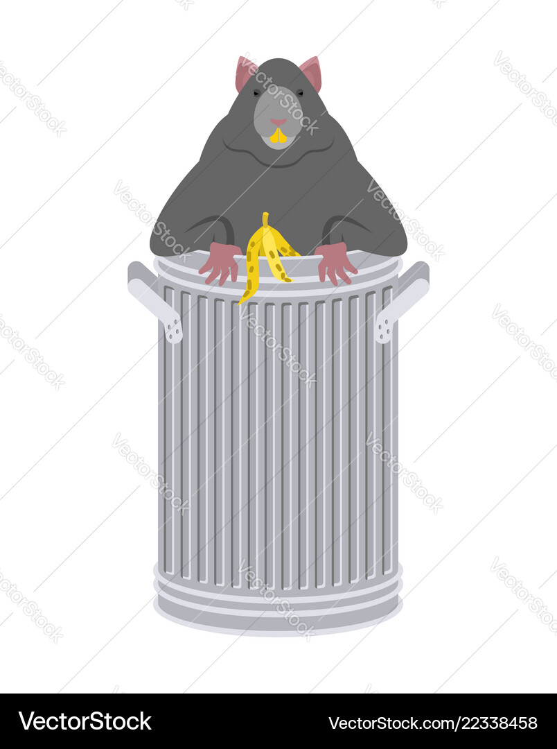 Rat in garbage can rodent trash big mouse Vector Image
