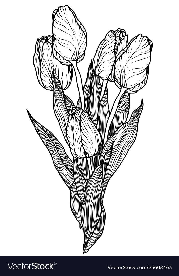 Coloring page with bouquet tulip spring flowers Vector Image