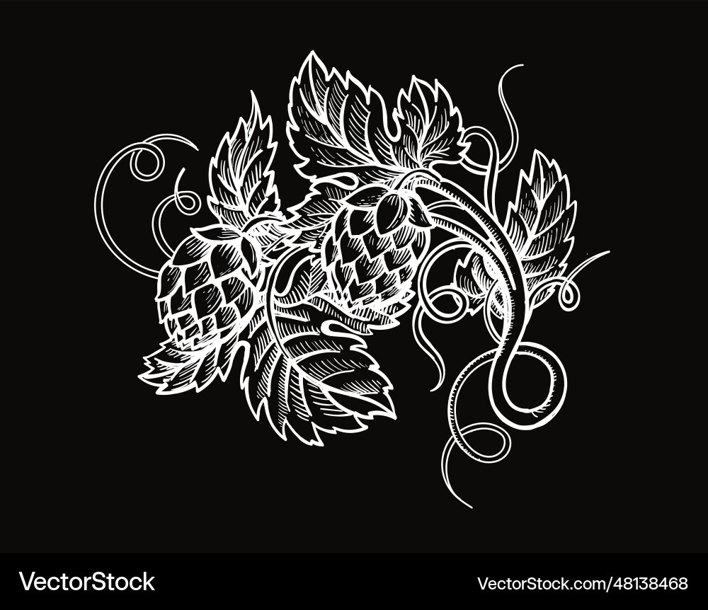 Beer hop engraved white hops branch Royalty Free Vector