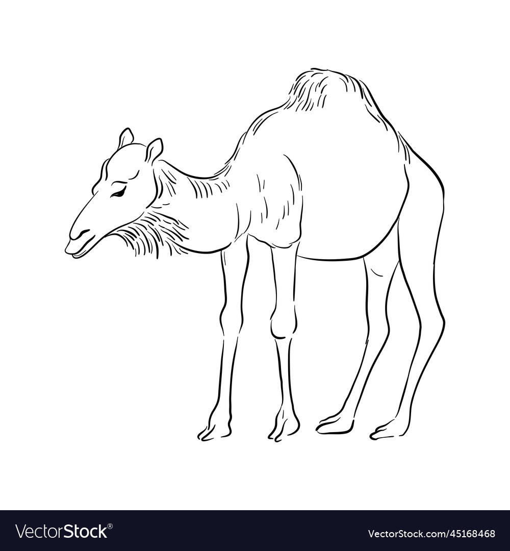 Drawing animal camel Royalty Free Vector Image