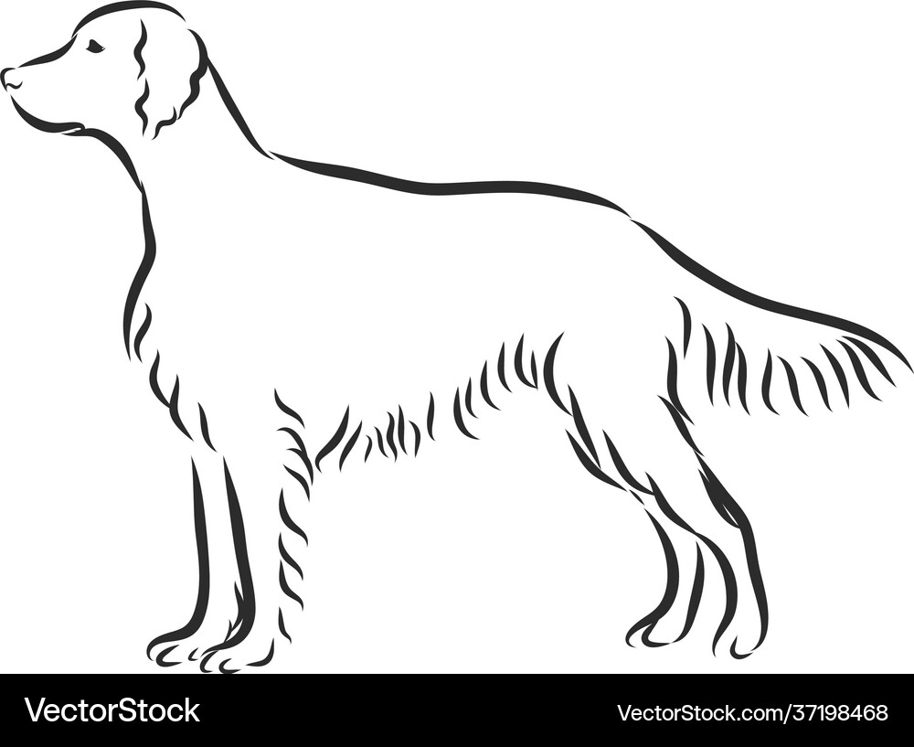 Irish red setter dog contour Royalty Free Vector Image