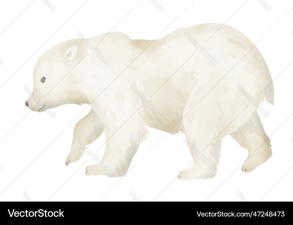 Little white bear cub on isolated background hand Vector Image