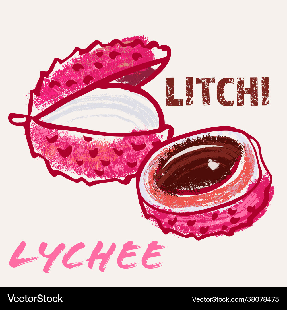 Lychee line art and color hand-drawn Royalty Free Vector