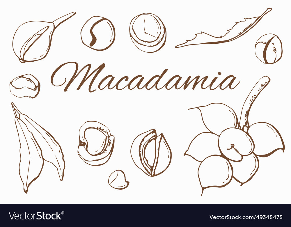 Macadamia nut graph set Royalty Free Vector Image
