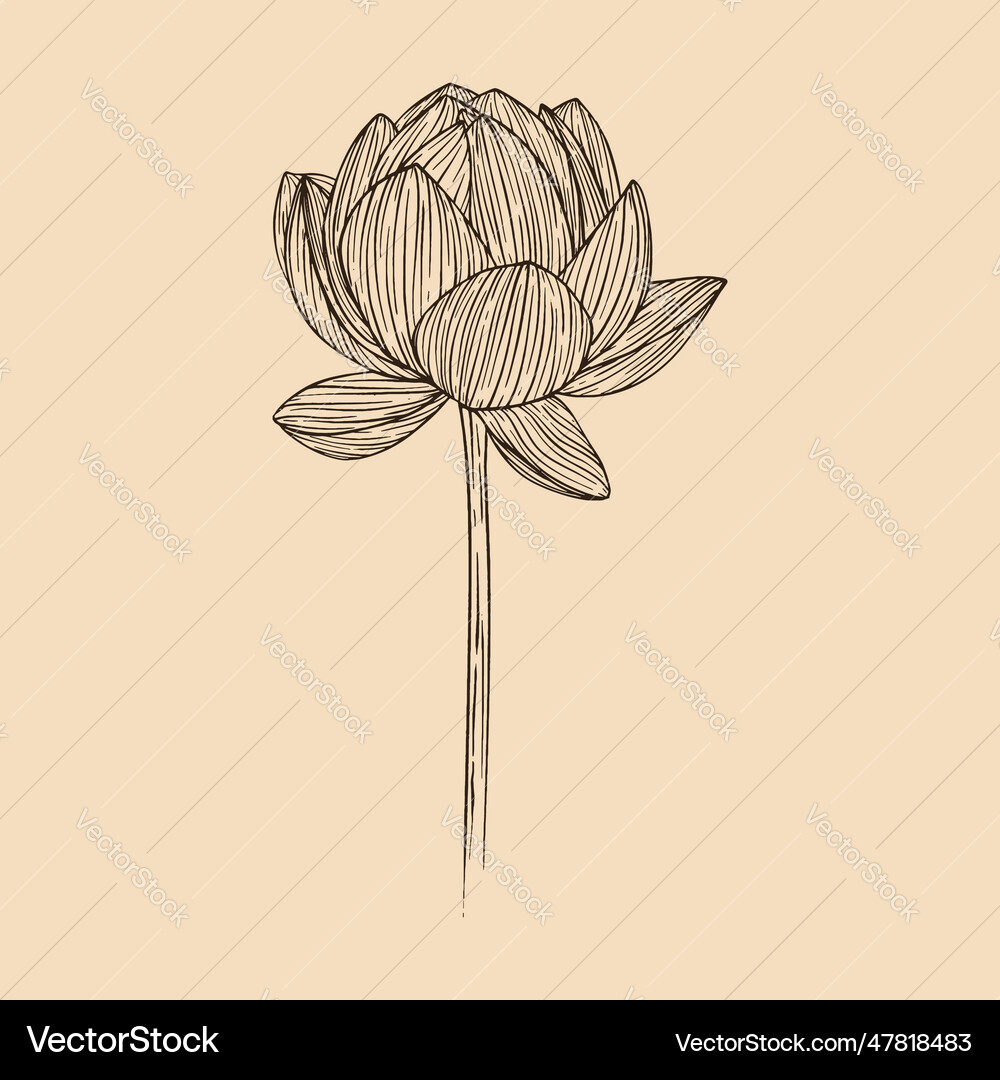 Lotus flower with line art Royalty Free Vector Image