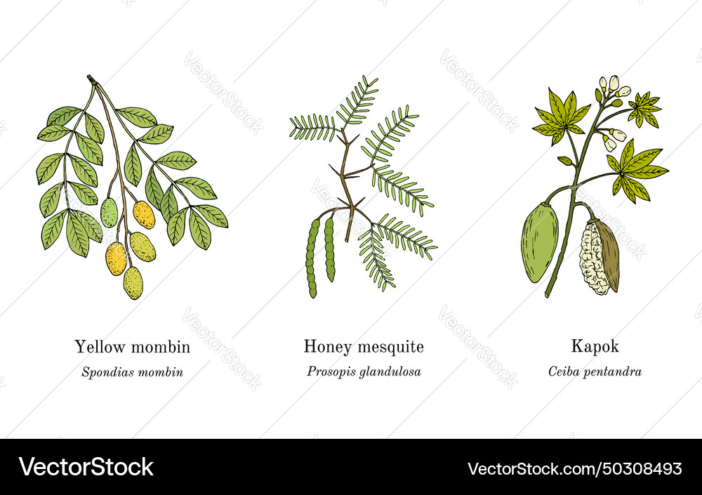 Collection of medicinal plants Royalty Free Vector Image