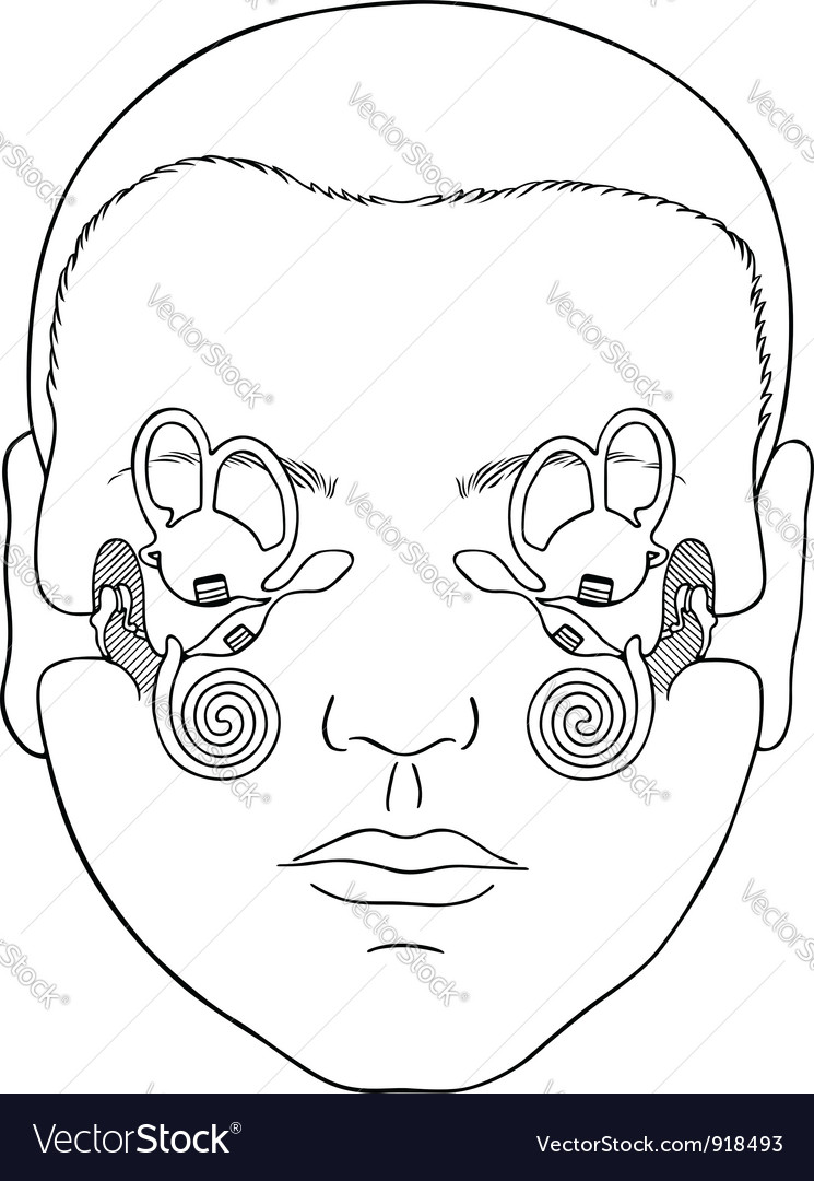Vestibular apparatus Royalty Free Vector Image Vestibular apparatus Royalty Free Vector Image