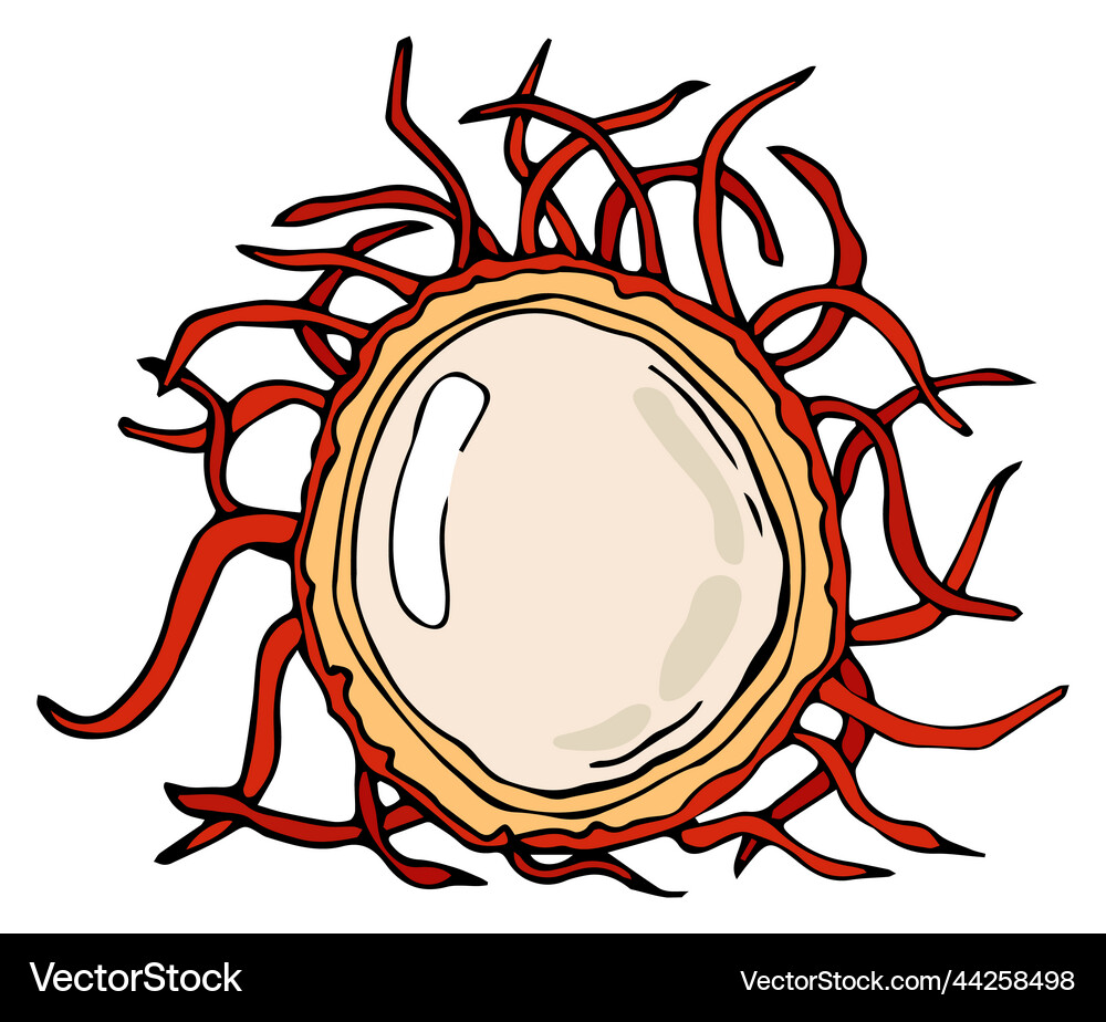 Peeled rambutan isolated tropical fruit Royalty Free Vector