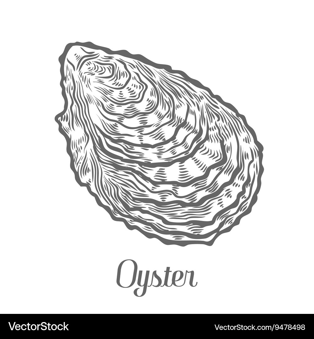Seafood Oyster Shell Royalty Free Vector Image
