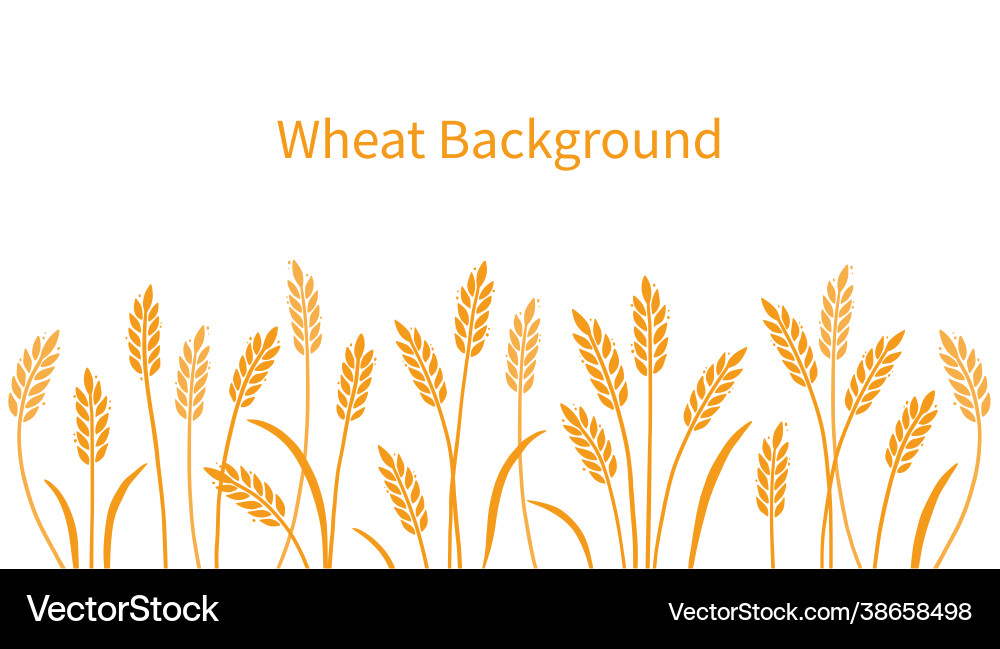 Wheat barley field background for oat cereal Vector Image