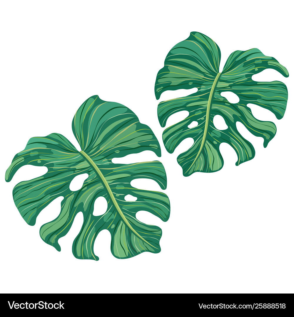 Summer tropical green leaves Royalty Free Vector Image