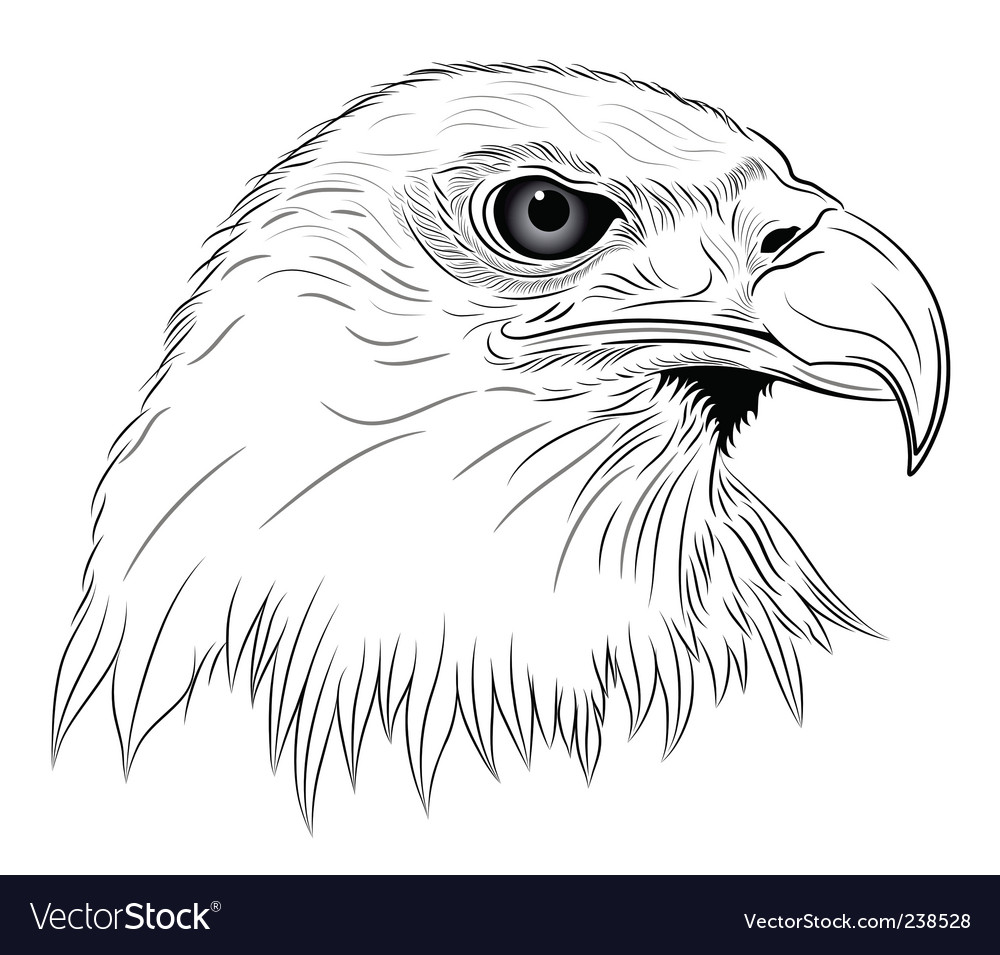 Eagle Royalty Free Vector Image - VectorStock