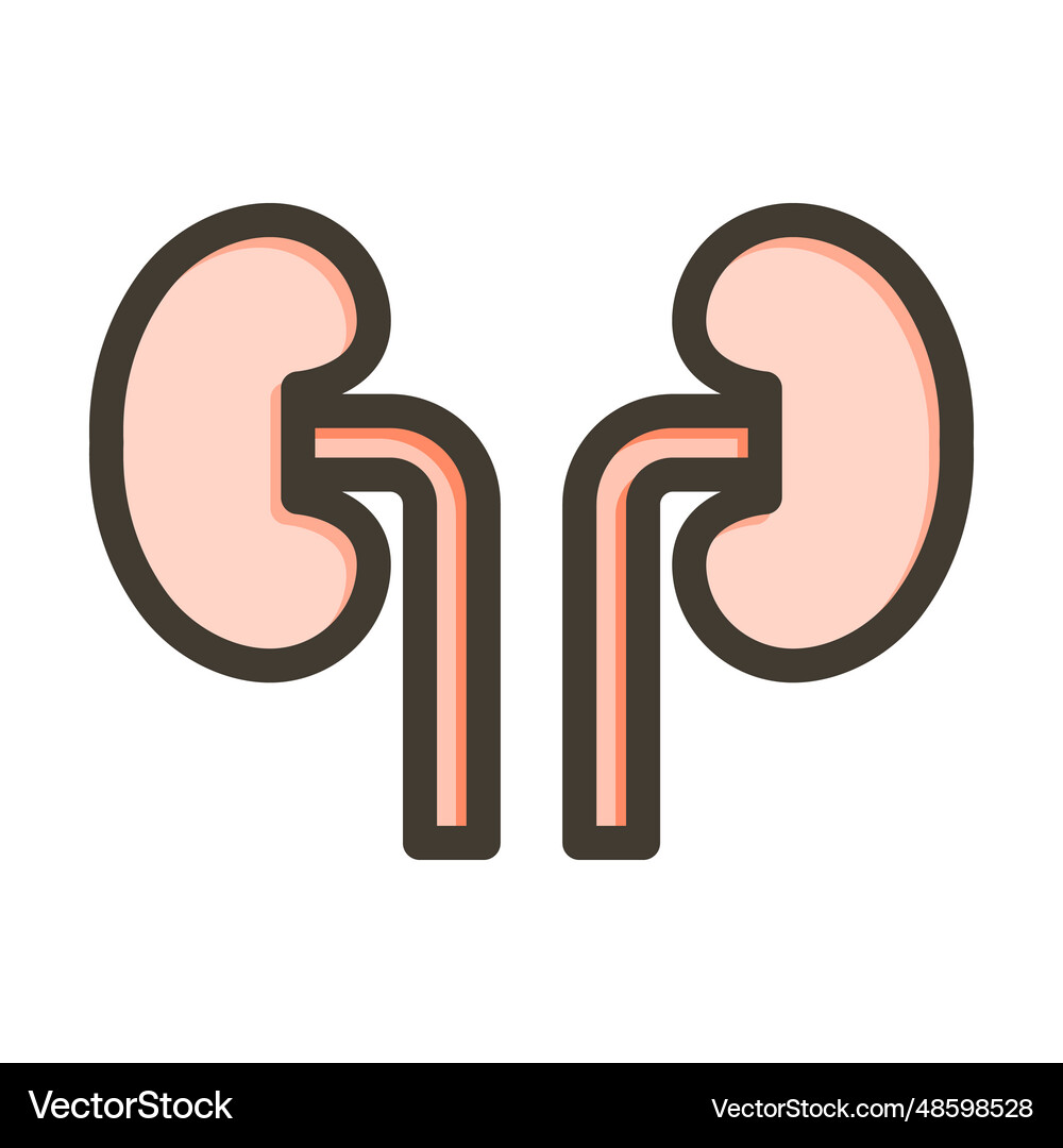Kidney thick line filled colors for personal Vector Image