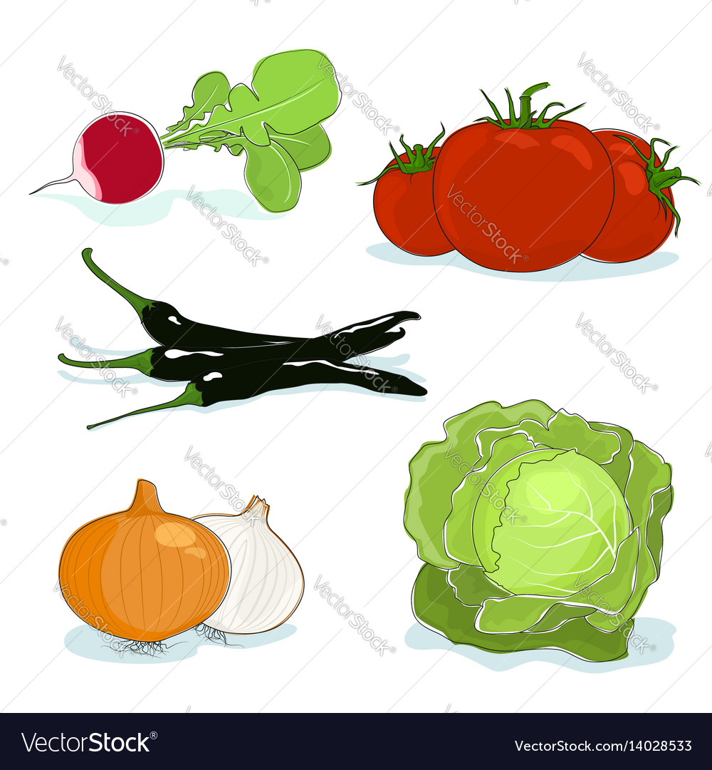 Fresh gardening vegetables isolated Royalty Free Vector