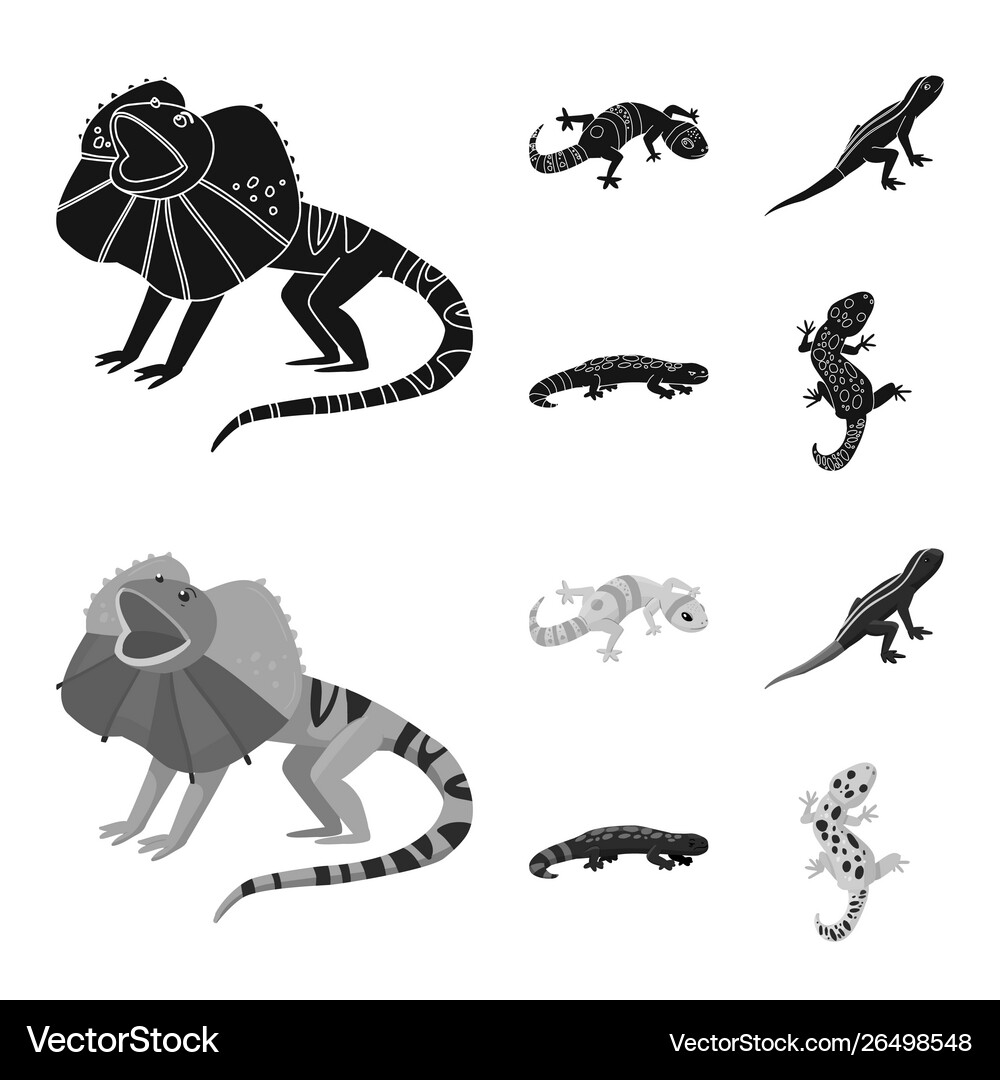 Design tail and fauna symbol set Royalty Free Vector Image