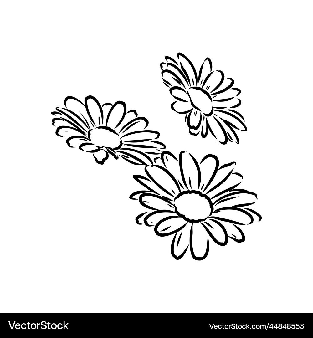 Daisy flower line art drawing hand drawn engraved Vector Image