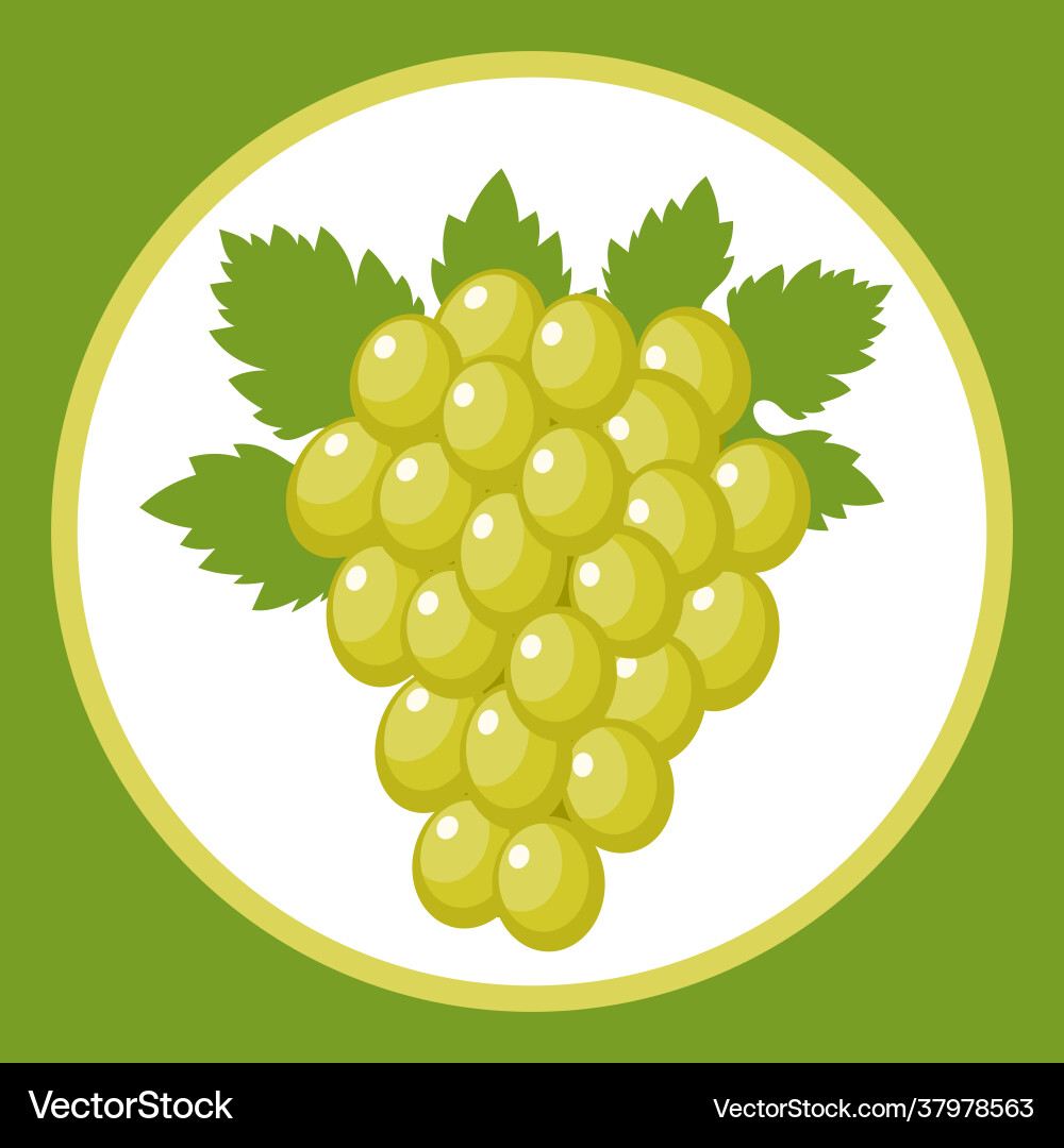 Drawn ripe fruits grapes Royalty Free Vector Image