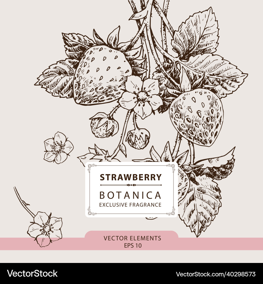 Strawberry flowers and berries Royalty Free Vector Image