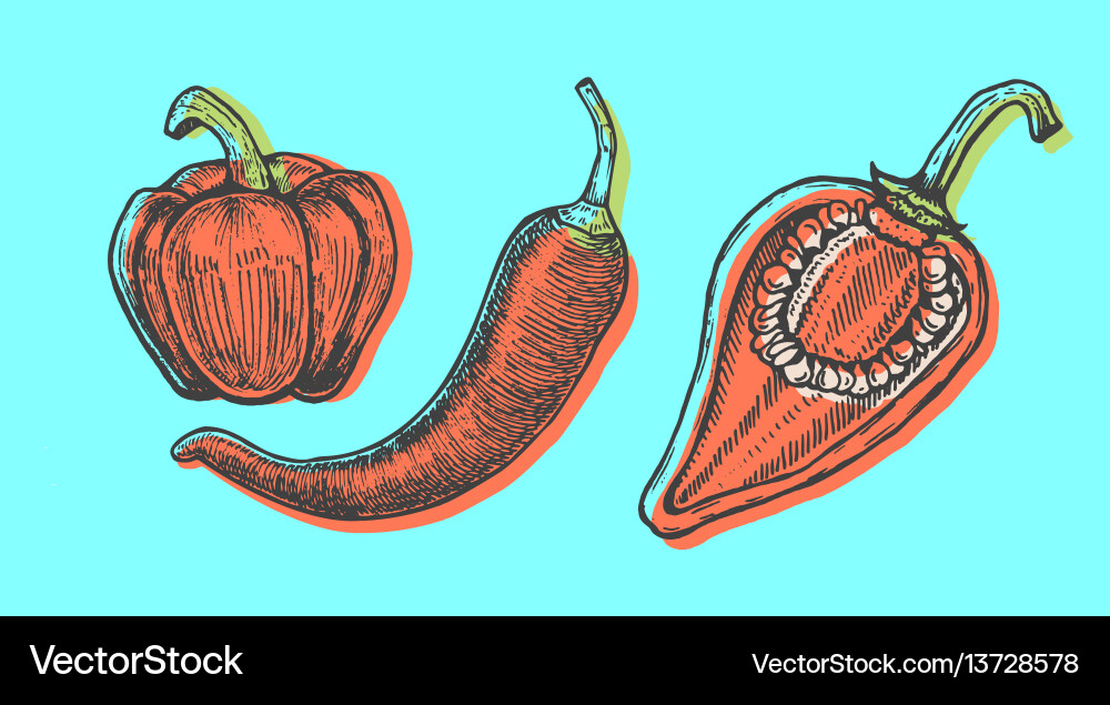 Hand drawn peppers set sketch style doodle Vector Image