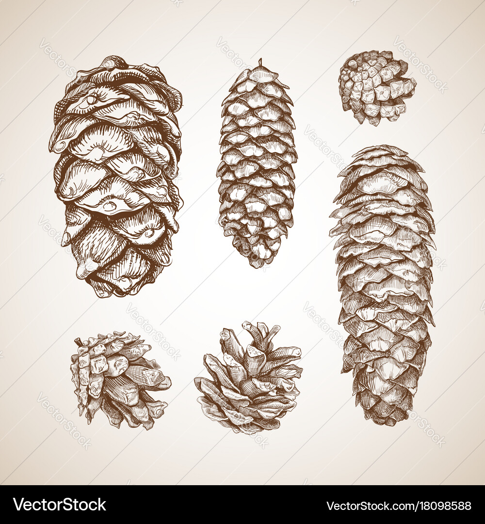A set of cones sketch Royalty Free Vector Image