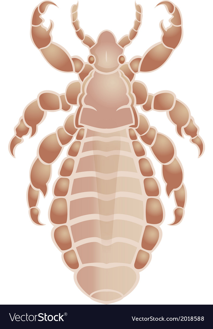 Louse Royalty Free Vector Image - VectorStock