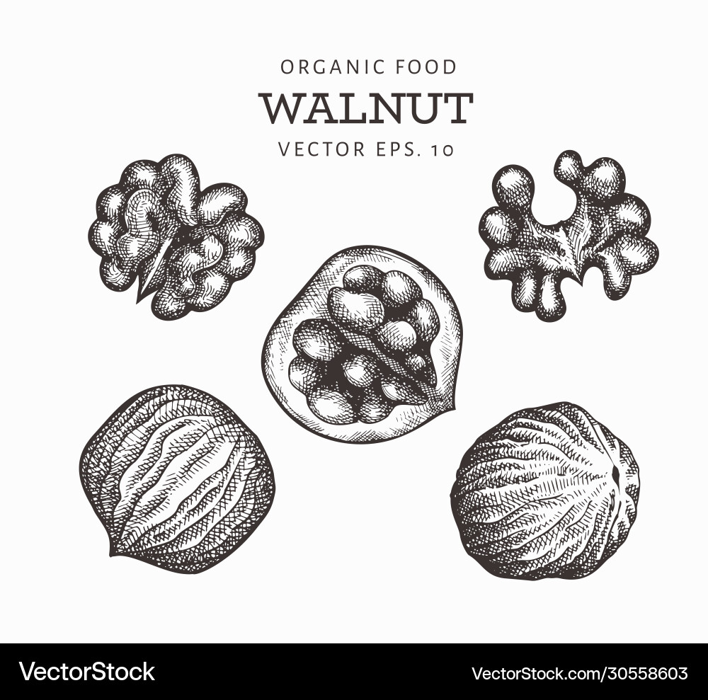 Hand drawn sketch walnut set organic food Vector Image