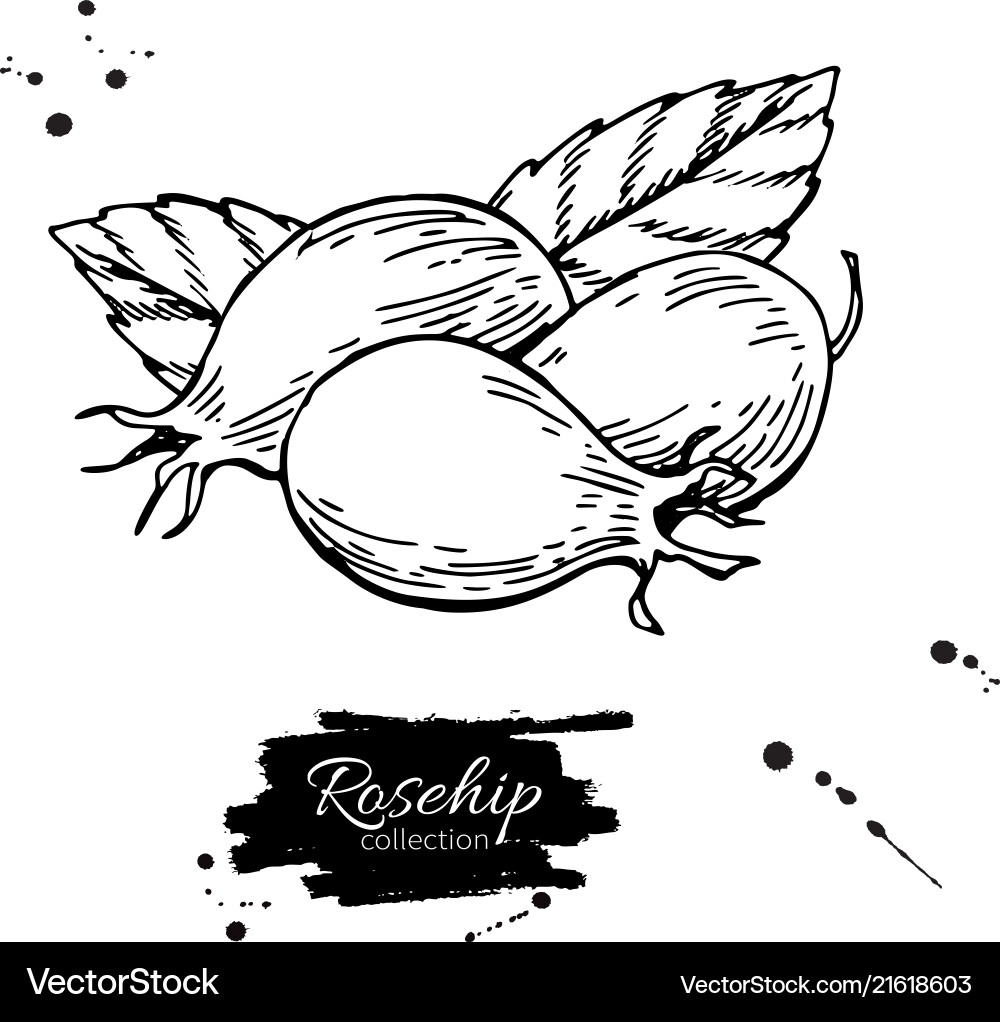 Rosehip drawing isolated berry branch Royalty Free Vector