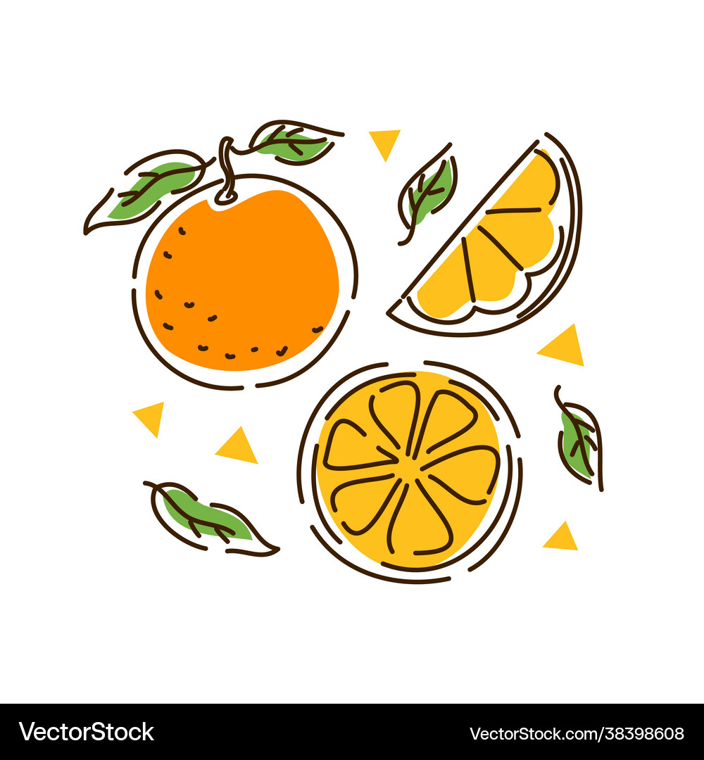 Juicy orange set citrus fruit orange slices Vector Image