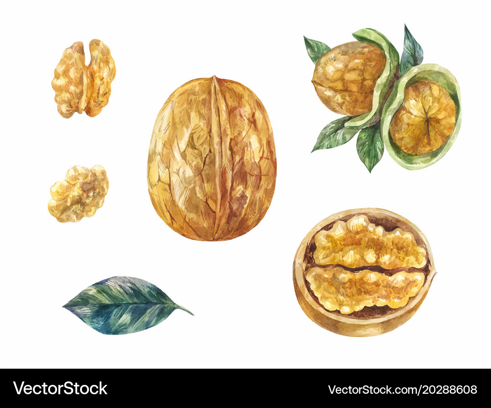 Set watercolor walnuts whole and half in Vector Image