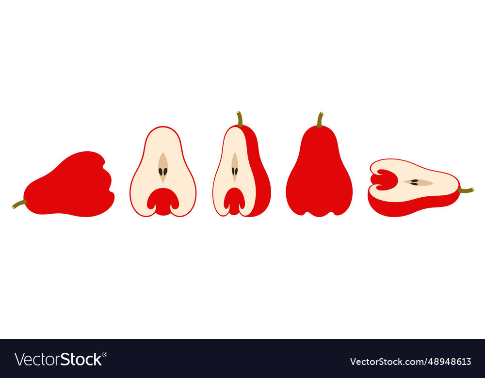 Rose apple Royalty Free Vector Image - VectorStock