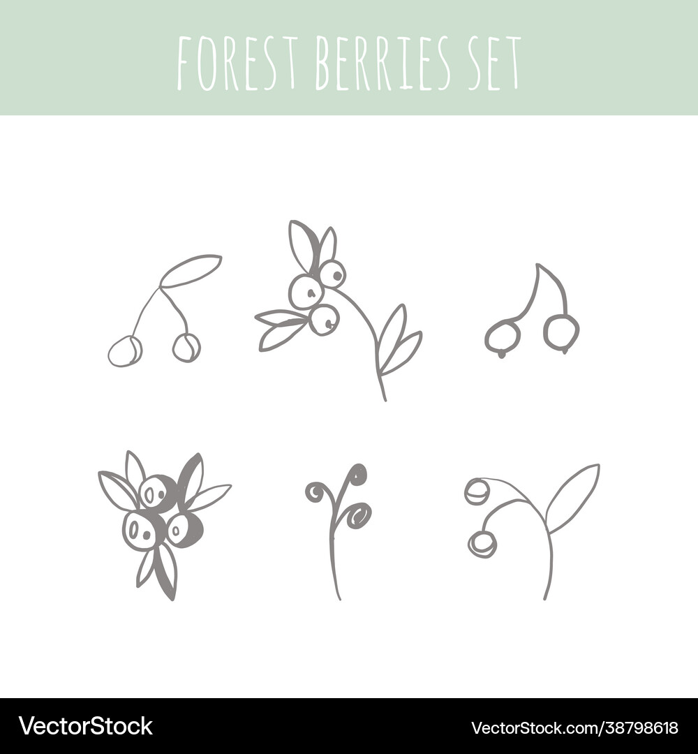 Forest berries and herbal set graphic collection Vector Image