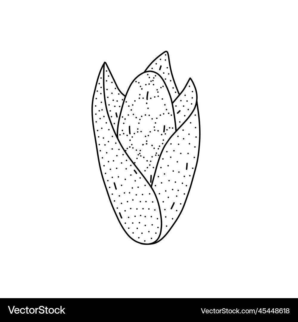 Hand drawn of a sweet corn Royalty Free Vector Image