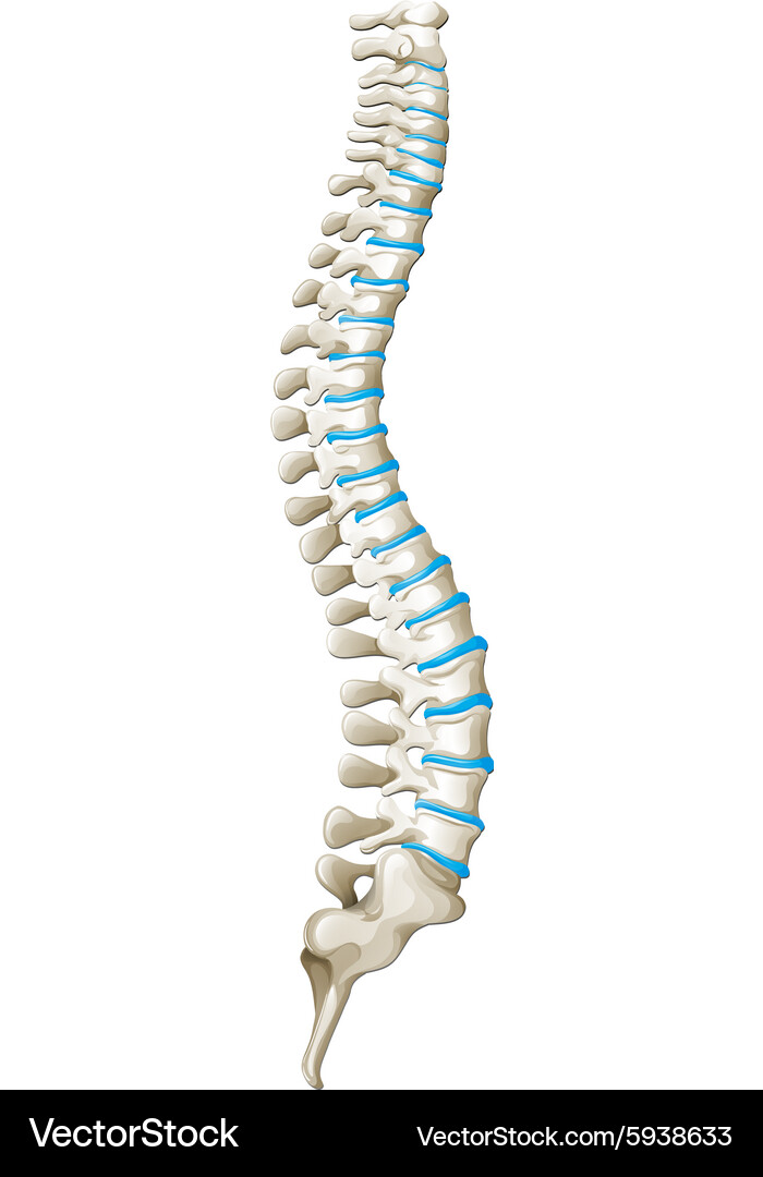 Anatomical Spine Diagram Royalty Free Vector Image