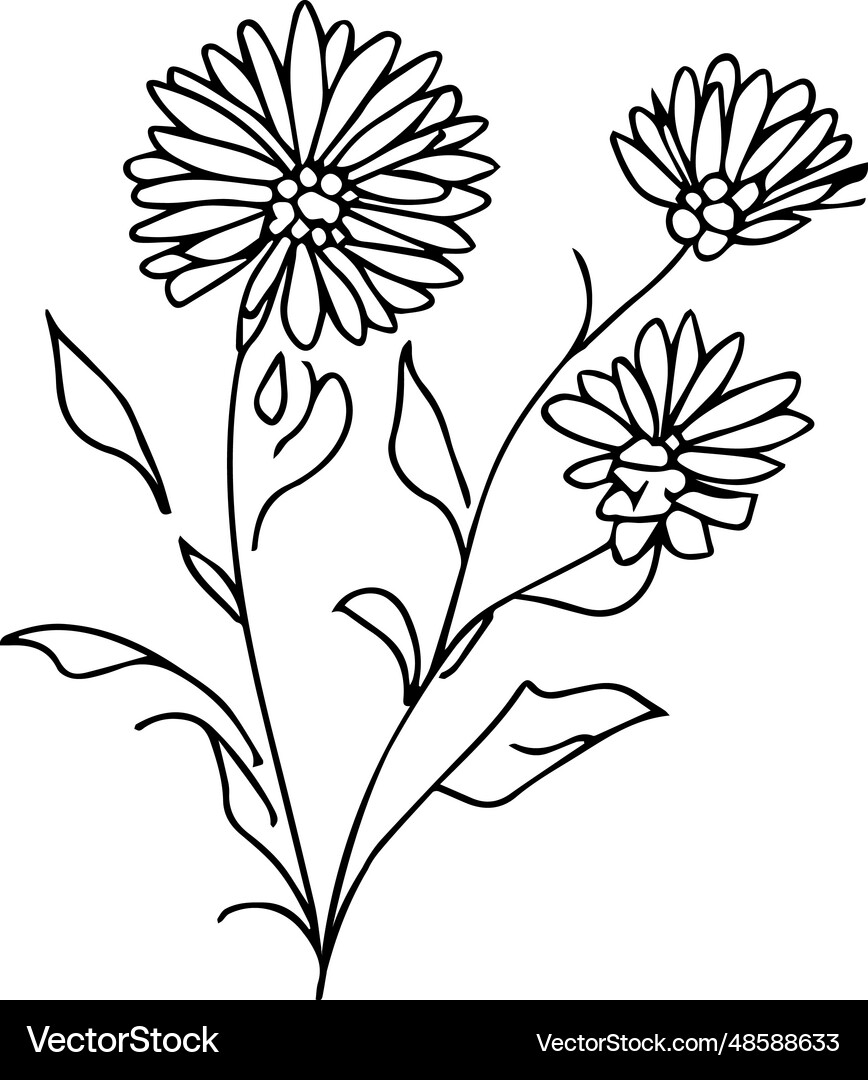 September Flower Drawing