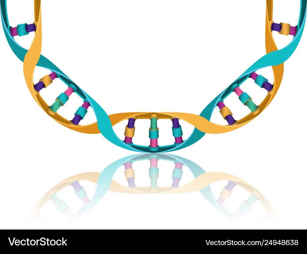 Dna chain with curve science colorful icon Vector Image