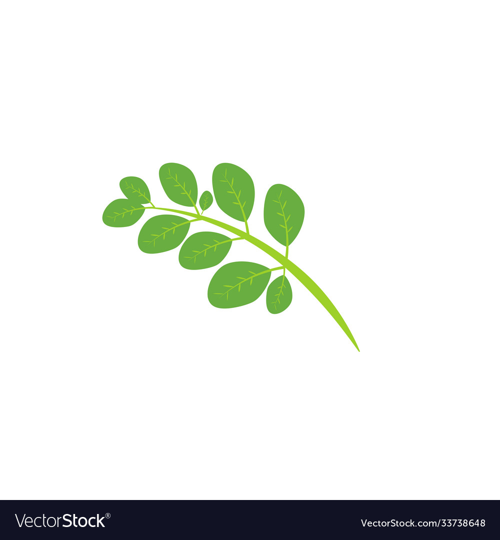 Moringa Leaf