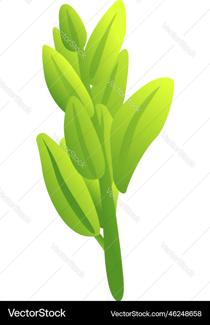 Sage herb icon cartoon leaf plant Royalty Free Vector Image