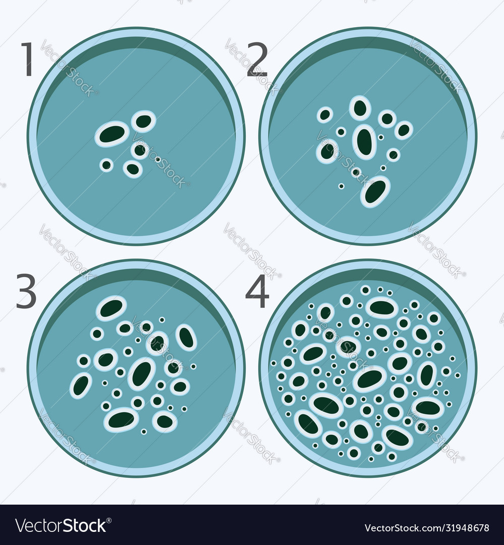Bacteria Growth Stages Bacterium In Petri Dishes Vector Image