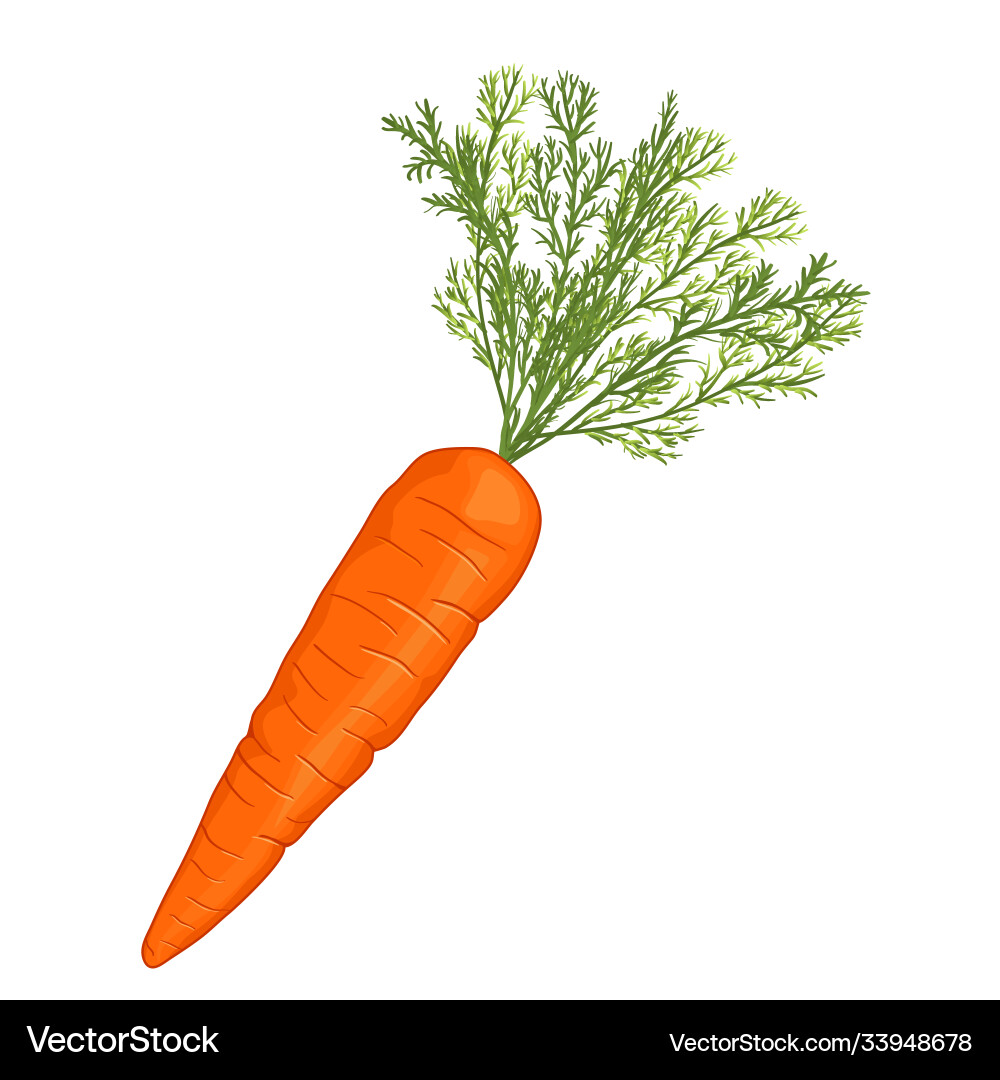Cartoon carrot isol on white Royalty Free Vector Image
