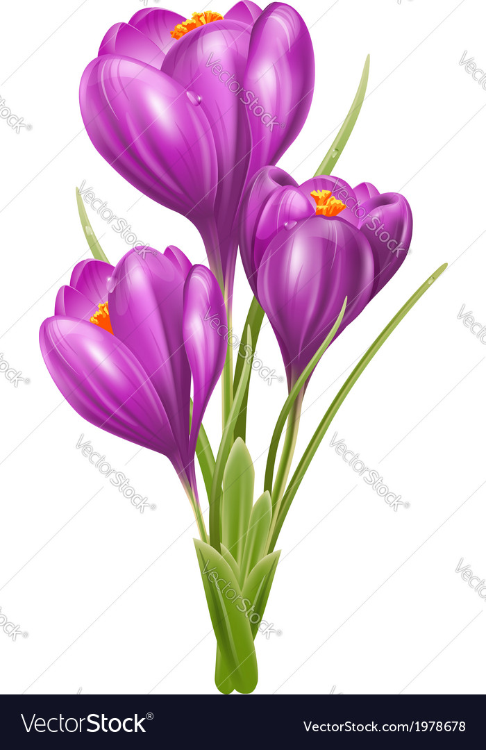 Crocus Royalty Free Vector Image - VectorStock