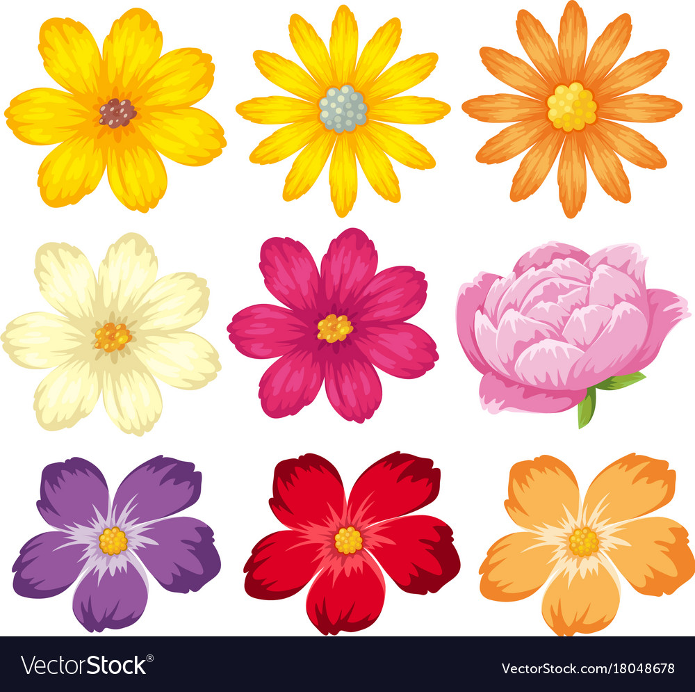 Different Kinds Of Colorful Flowers Royalty Free Vector