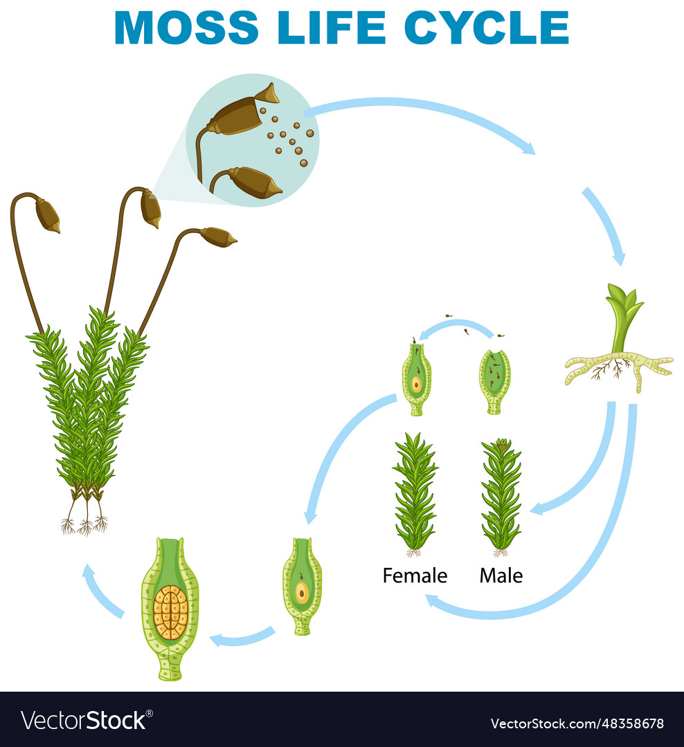 Moss Life Cycle Sexual Reproduction | Grade 11 University Biology