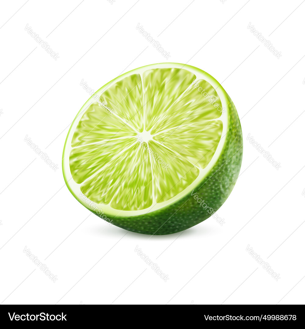 Realistic green ripe raw lime fruit isolated half Vector Image
