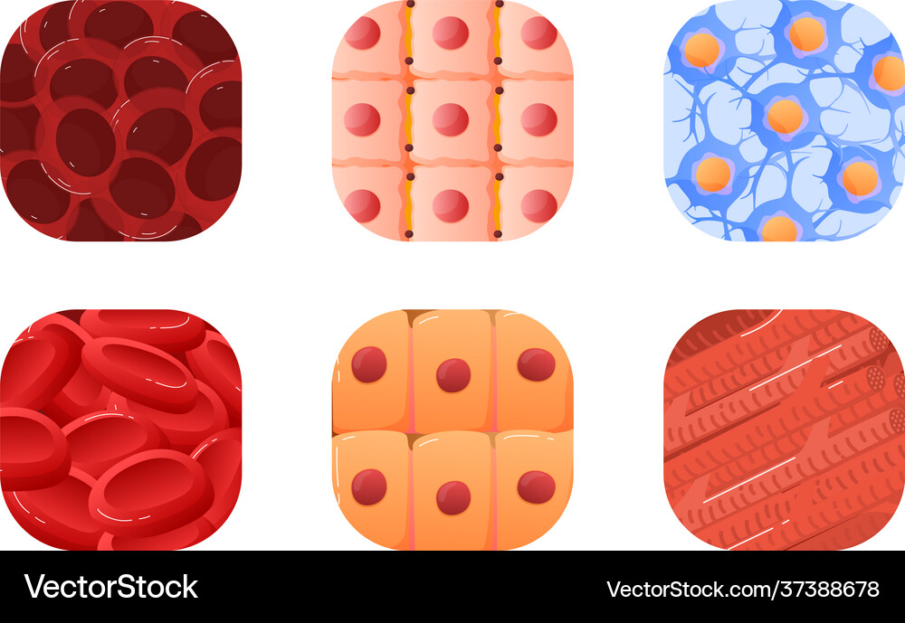 Science for study dna human cell in cut under Vector Image