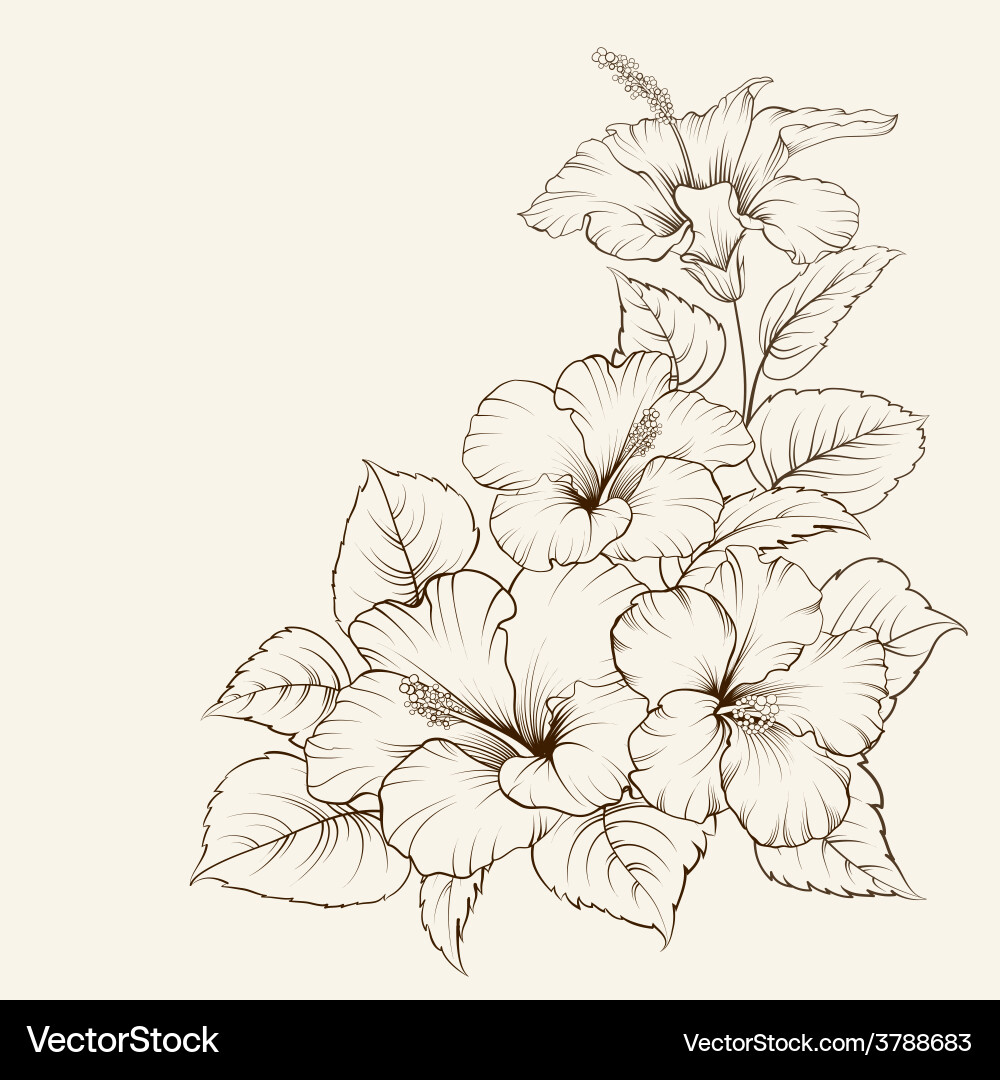 Flower of mallow Royalty Free Vector Image - VectorStock
