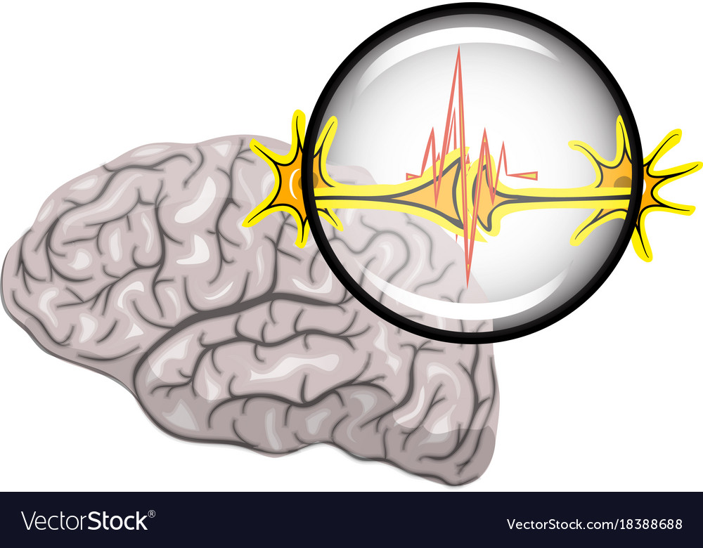 Brain and neurons Royalty Free Vector Image - VectorStock
