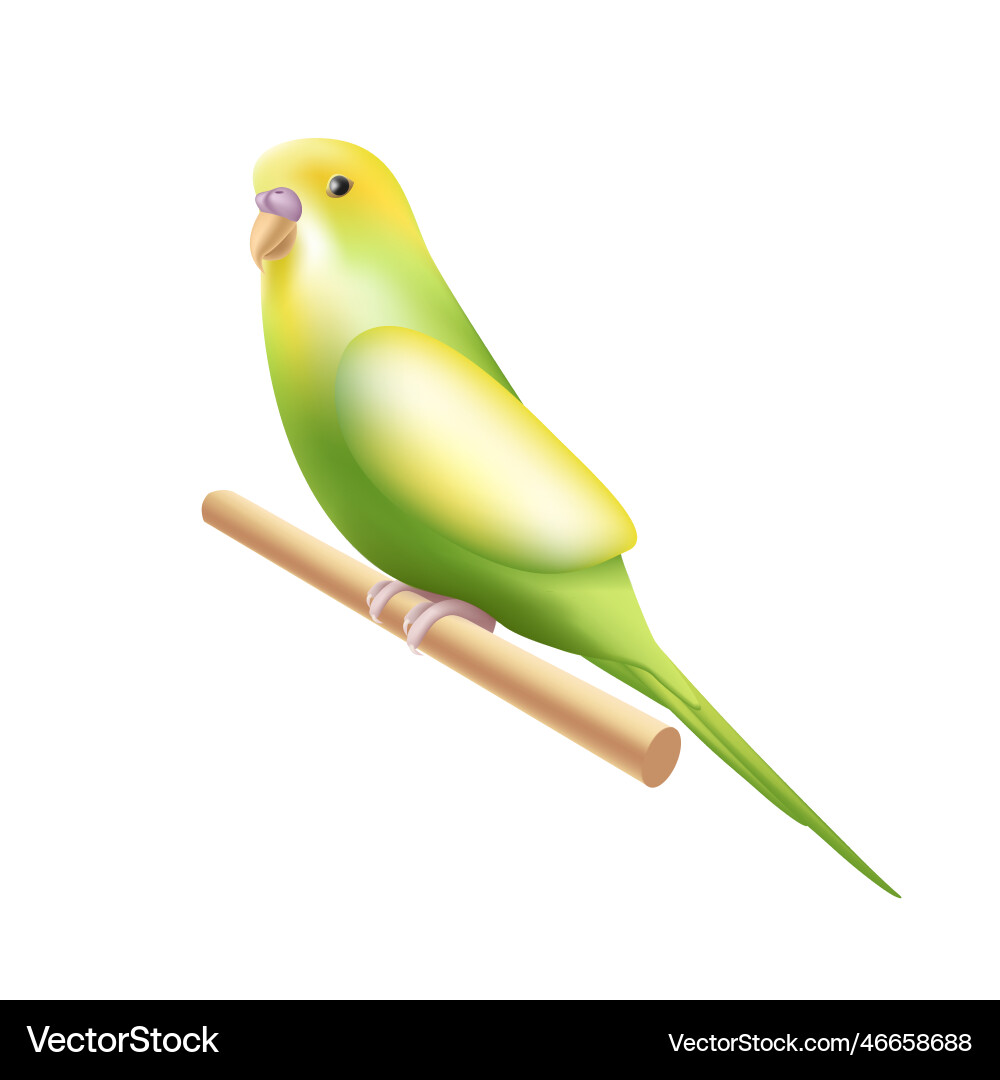 Budgerigar or budgie parrot icon in 3d style Vector Image