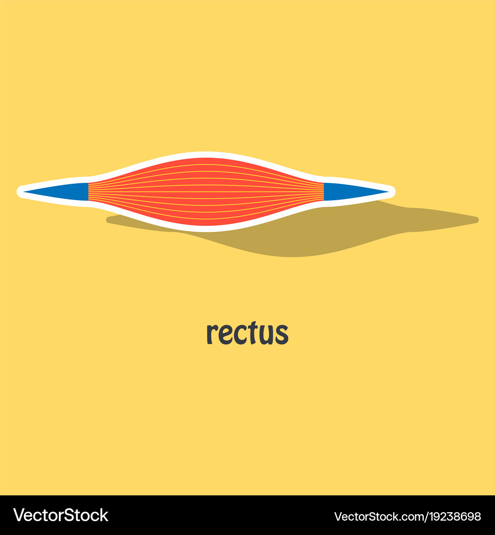 Sticker rectus - didactic board anatomy of Vector Image